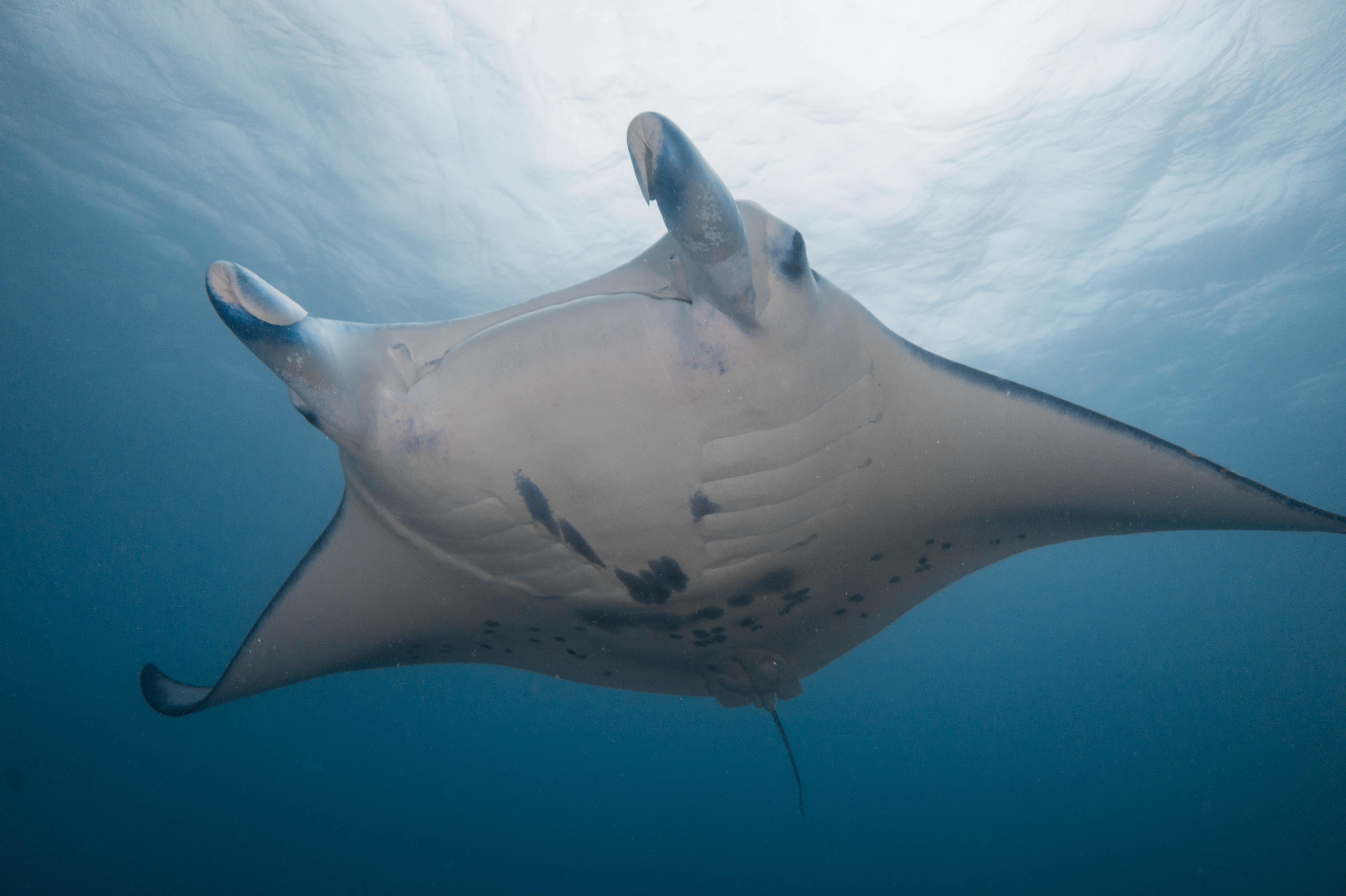 Preparation in Palau and Manta Mania in Yap - OWUSSAustralasia.org