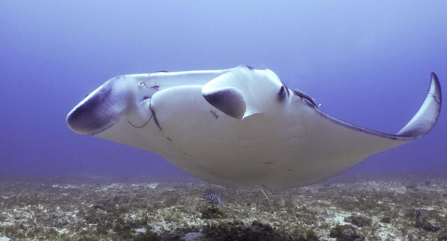 Manta Bowl - OWUSSAustralasia.org