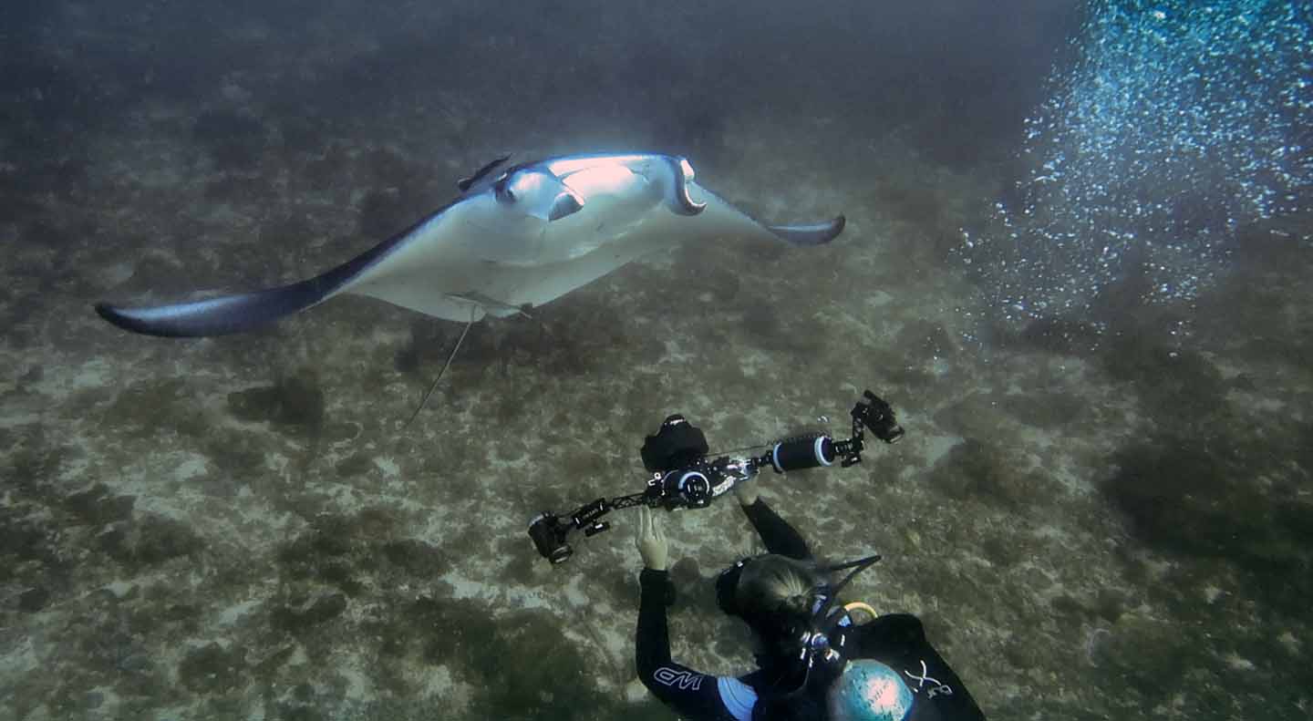 Manta Bowl - OWUSSAustralasia.org
