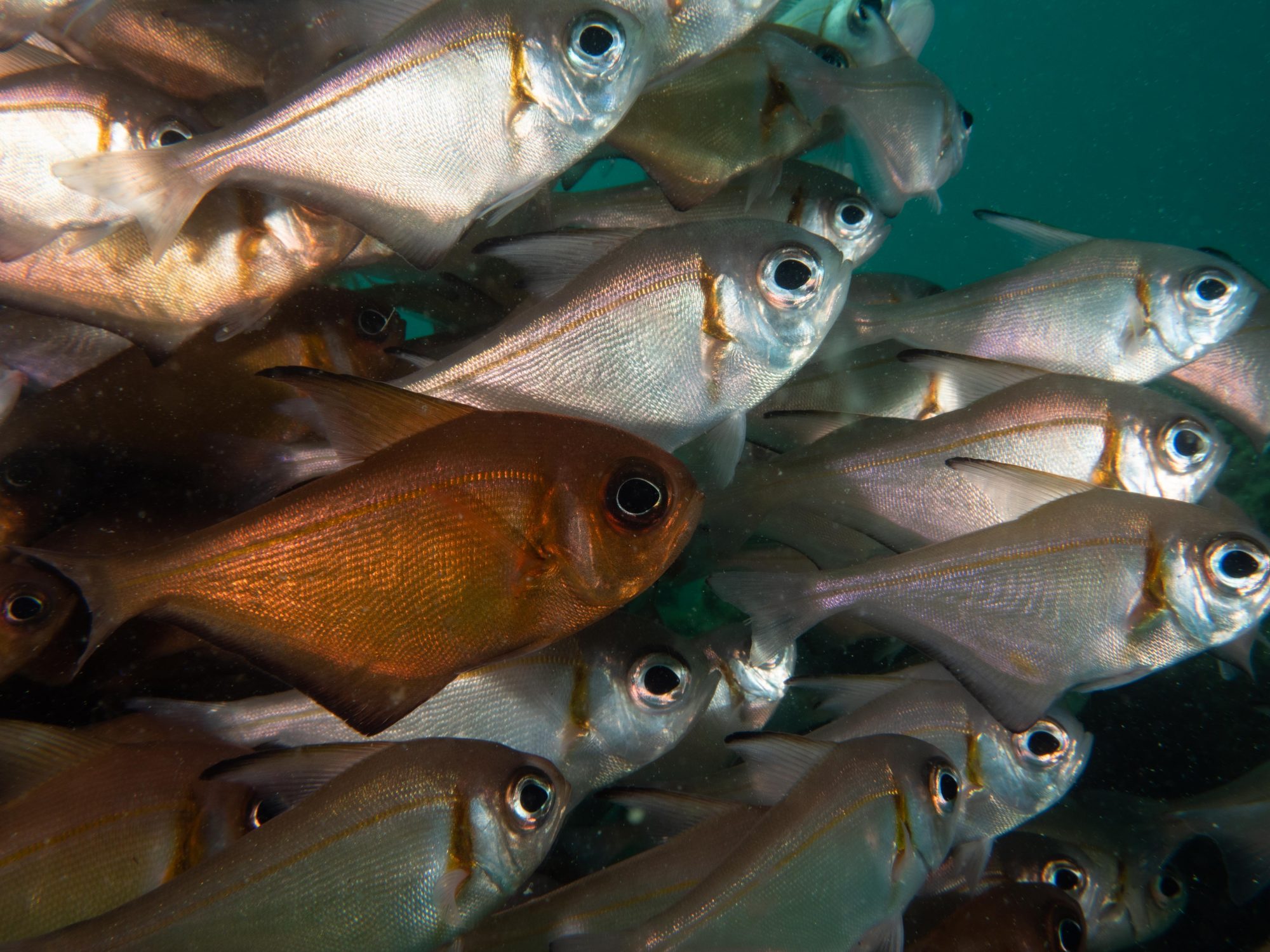 The Great Southern Reef - OWUSSAustralasia.org