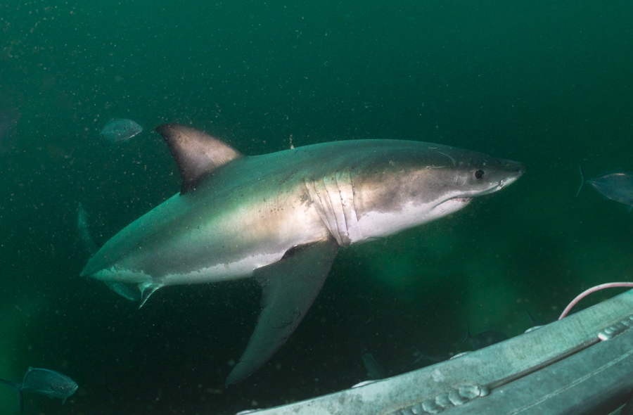 Sharks in South Australia - OWUSSAustralasia.org